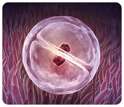 cigoto - Test embarazo